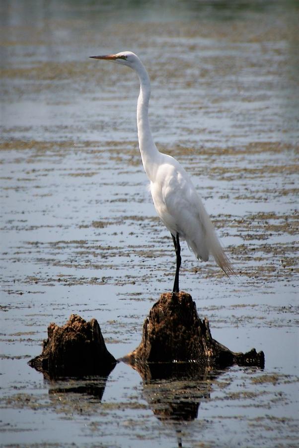 SSFP - Wisconsin Wonders, The Great Egret's Migration Journey