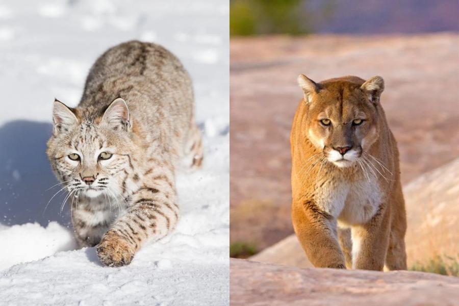 SSFP - Cougars, Lynxes, and Bobcats Exploring the Differences