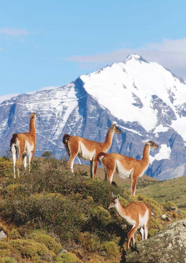SSFP - Explore the Diverse Wildlife Species of Patagonia