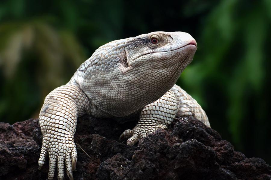 SSFP - Learn About the Fat Tailed Savannah Monitor