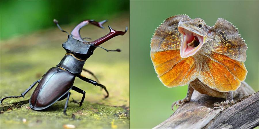 SSFP - Animals That Scare to Survive