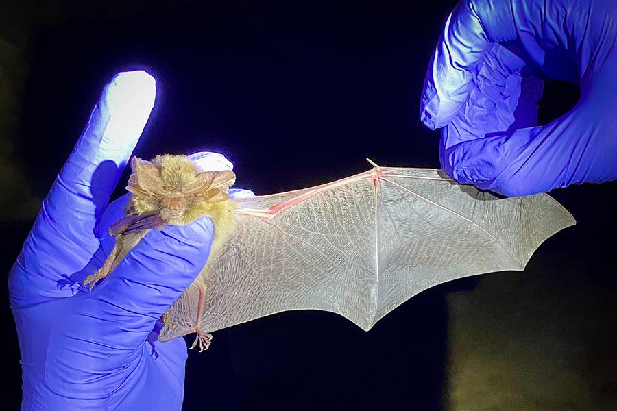 SSFP - White-Nose Syndrome Threatens Bat Populations Across North America